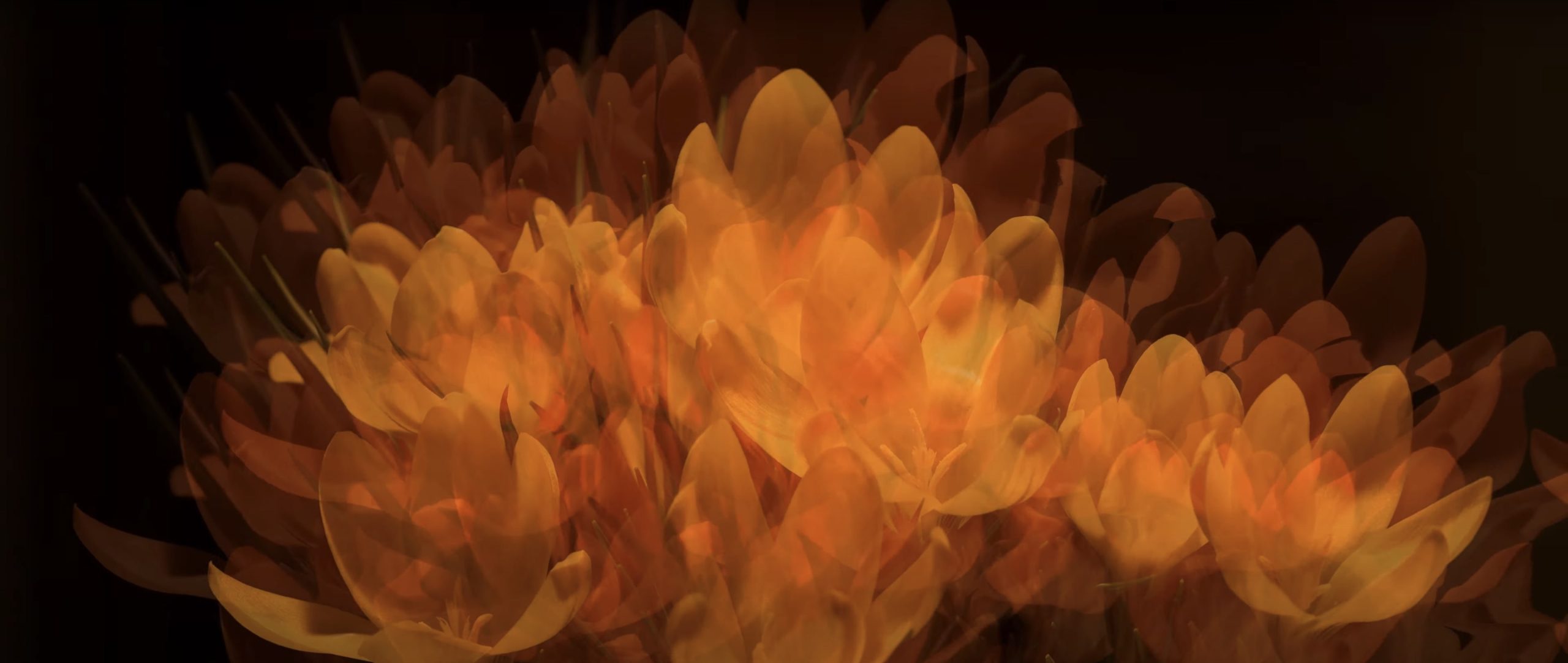 Split Blur For Mac v1.3.2 插件 - 苹果系统之家