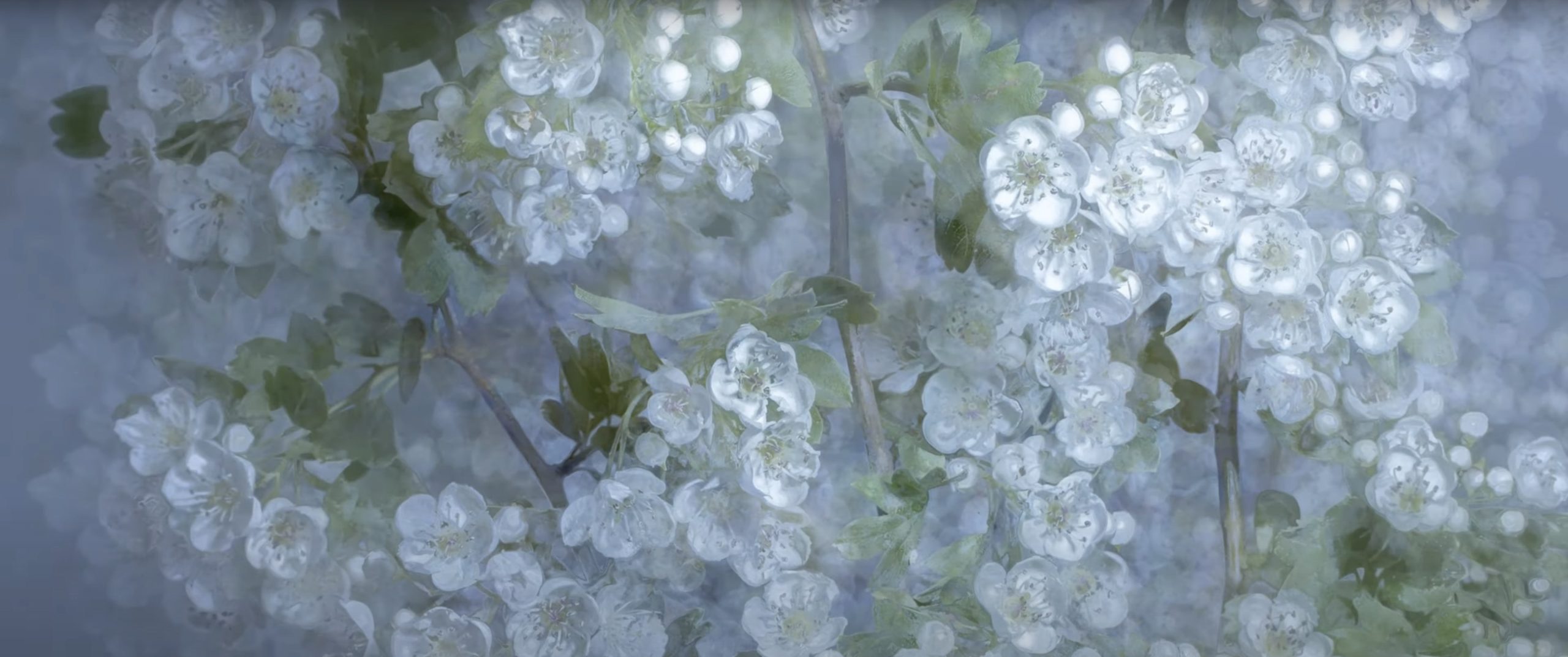 Split Blur For Mac v1.3.2 插件 - 苹果系统之家